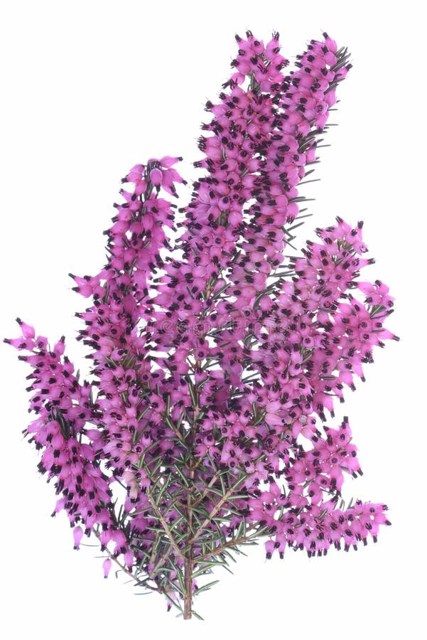 Purple Heather Flowers in the Garden Stock Image - Image of plant ...