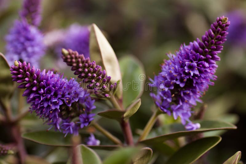 Purple Hebe Addenda Flowers Commonly Known As Shrubby Veronica`s Stock ...