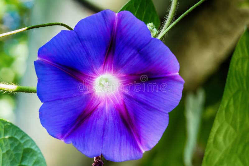 Purple hedge bindweed stock photo. Image of creeper, culture - 96775578