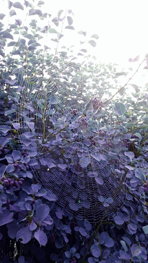 Purple hedge spider web stock image. Image of purple - 74334761