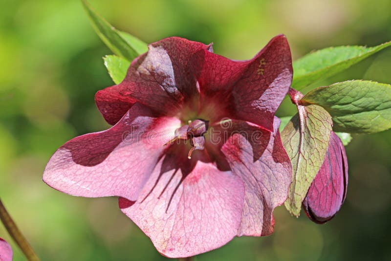 Hellebore flower in spring stock photo. Image of blossom - 171902664