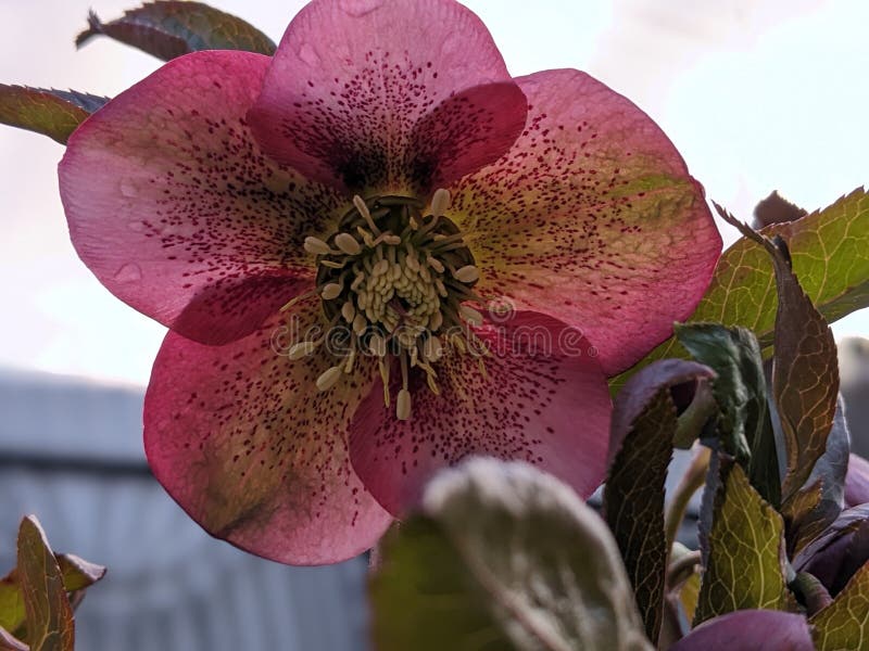 Purple Hellebore Flower in the Garden Stock Photo - Image of texture ...