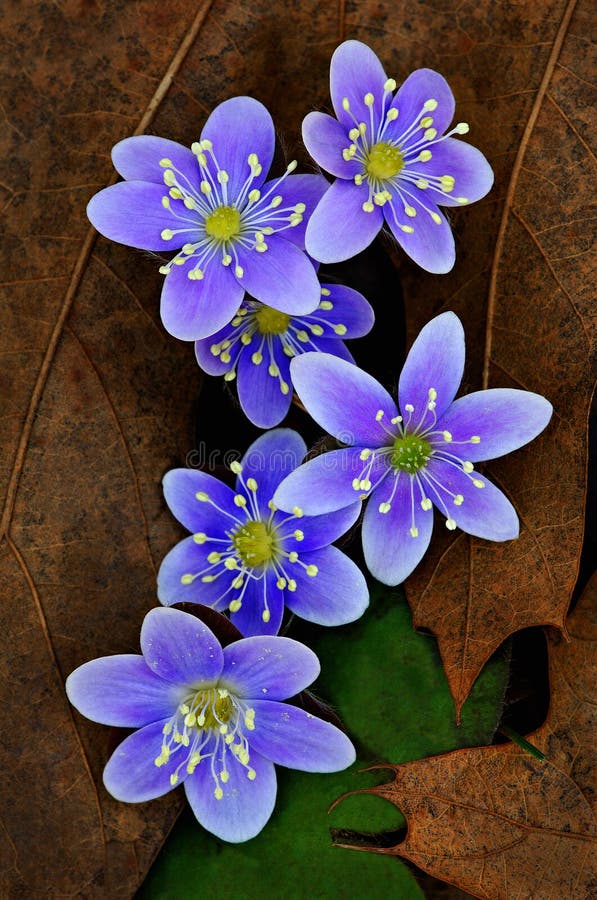 Purple Hepatica and Fallen Leaves Stock Photo - Image of leaf, violet ...