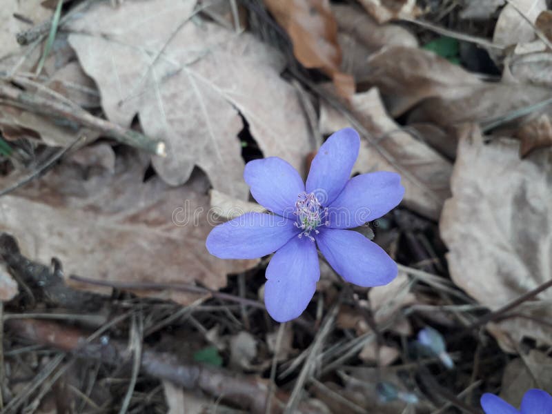 Purple Hepatica Flower in the Forest in the Leaves Spring Day Stock ...