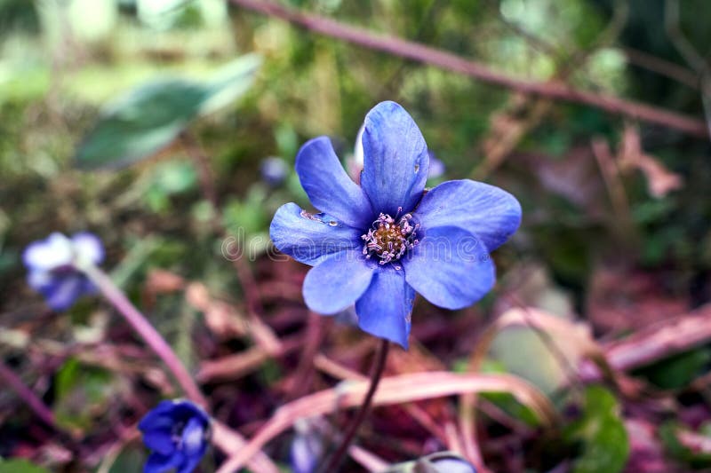 Purple Hepatica Flower in a Meadow in Early Spring Stock Photo - Image ...