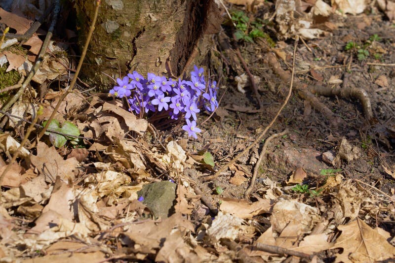 Purple Hepatica Flowers in the Spring Forest Stock Photo - Image of ...
