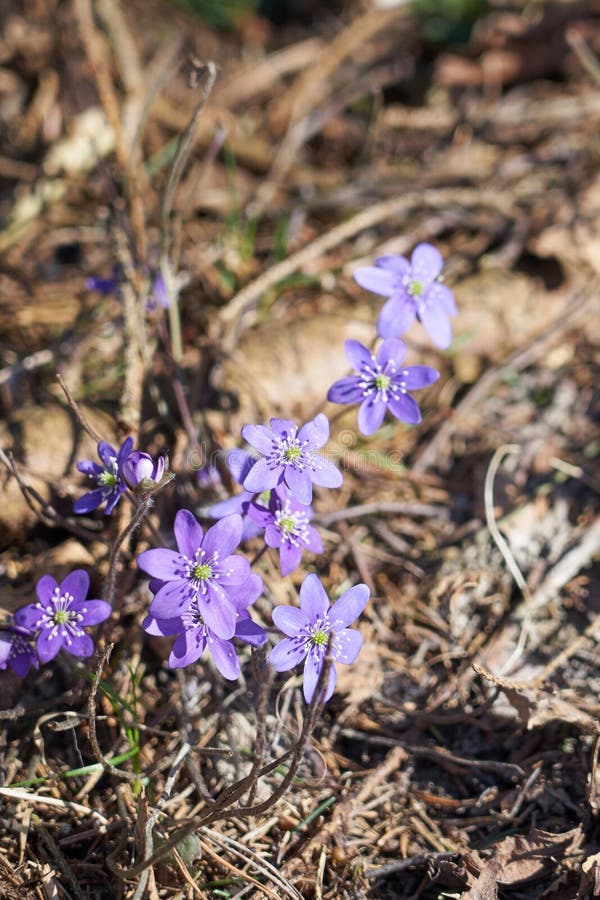 Purple Hepatica Flowers in the Spring Forest Stock Image - Image of ...