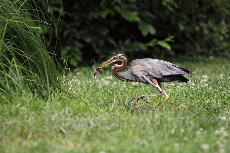 Purple heron stock photo. Image of virescens, wildlife - 19971306