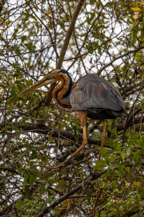 Purple Heron, Ardea Purpurea Sitting in a Tree, Namibia Stock Photo ...