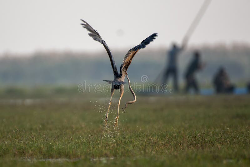 Purple Heron Bird Taking Off with a Kill from the Wetlands. Stock Photo ...