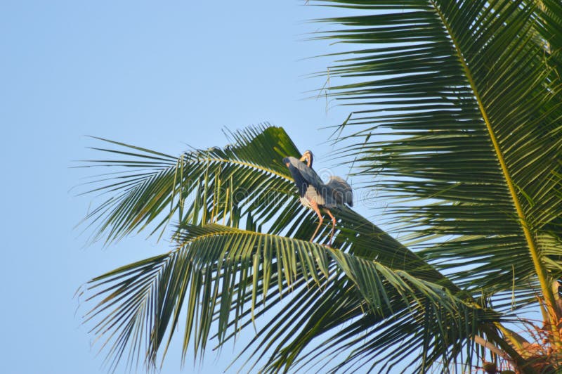 Purple Heron on Coconut Tree Stock Photo - Image of heron, coconut ...