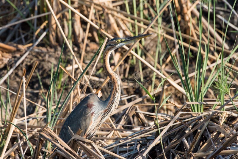 Purple Heron in reeds stock photo. Image of lake, marsh - 70022118