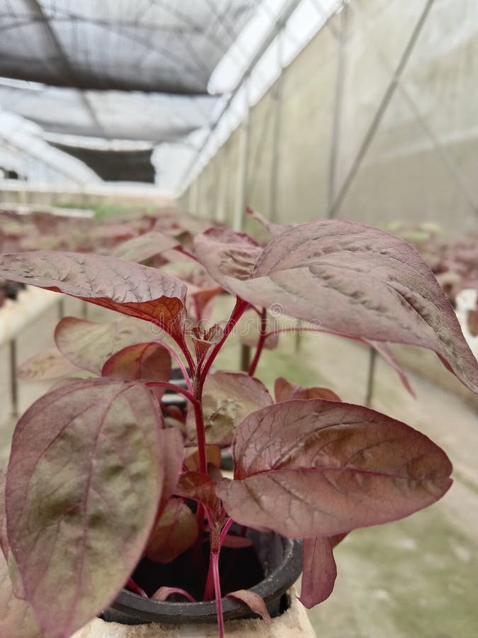Purple hidroponic spinach stock image. Image of branch - 211797691