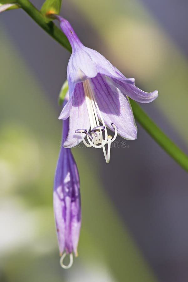 Purple Hosta stock photo. Image of corner, curve, spring - 10784156