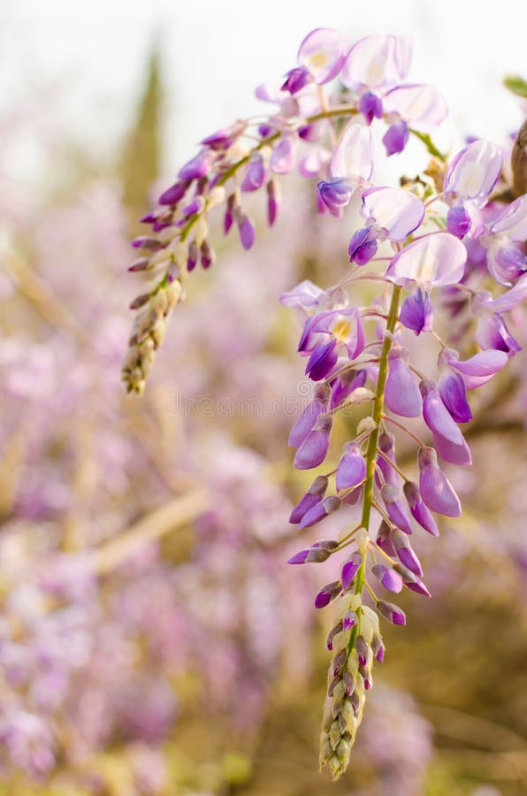 Purple cassia flower stock photo. Image of natural, spring - 34439318