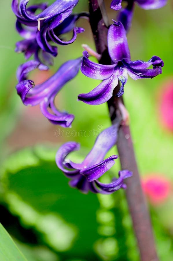 Purple Hyacinth stock image. Image of ireland, stem, petal - 21256141