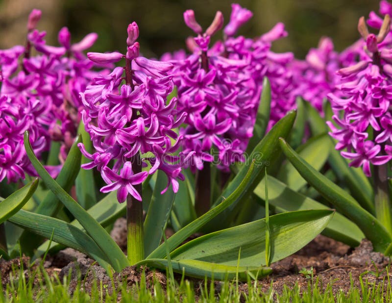 Purple Hyacinth stock image. Image of closeup, hyacinth - 29172157