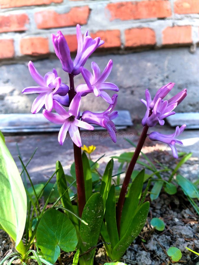 Purple Hyacinth, Blooming Flower Stock Image - Image of produce ...