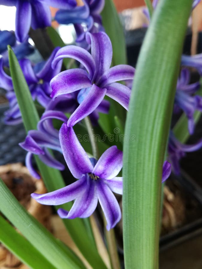 Purple hyacinth stock image. Image of petals, orientalis - 87582893