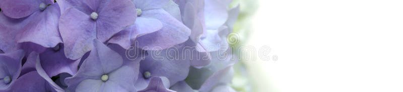 Purple Hydrangea Flower Banner on White Background. Stock Image - Image ...