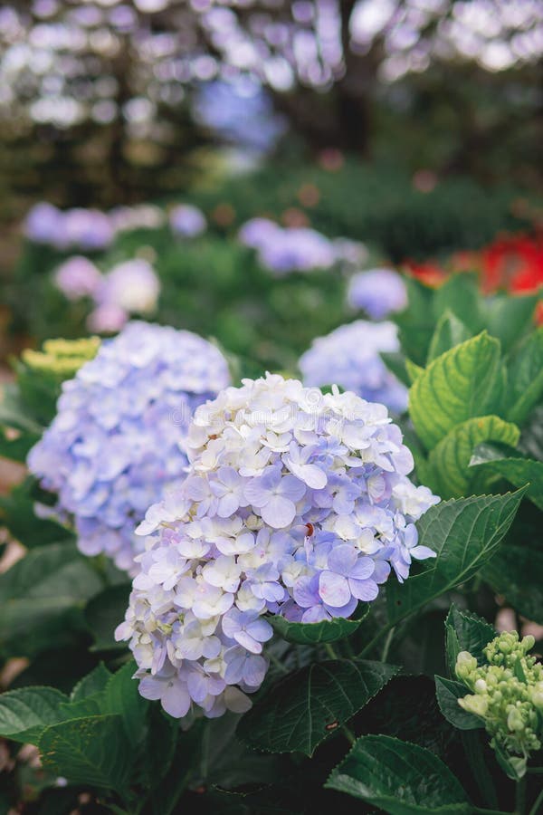 Purple Hydrangea Flower Hydrangea Macrophylla Blooming in Spring and ...