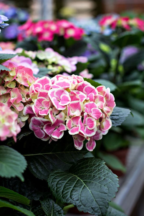 Purple Hydrangea Flower (Hydrangea Macrophylla) in a Garden Stock Photo ...
