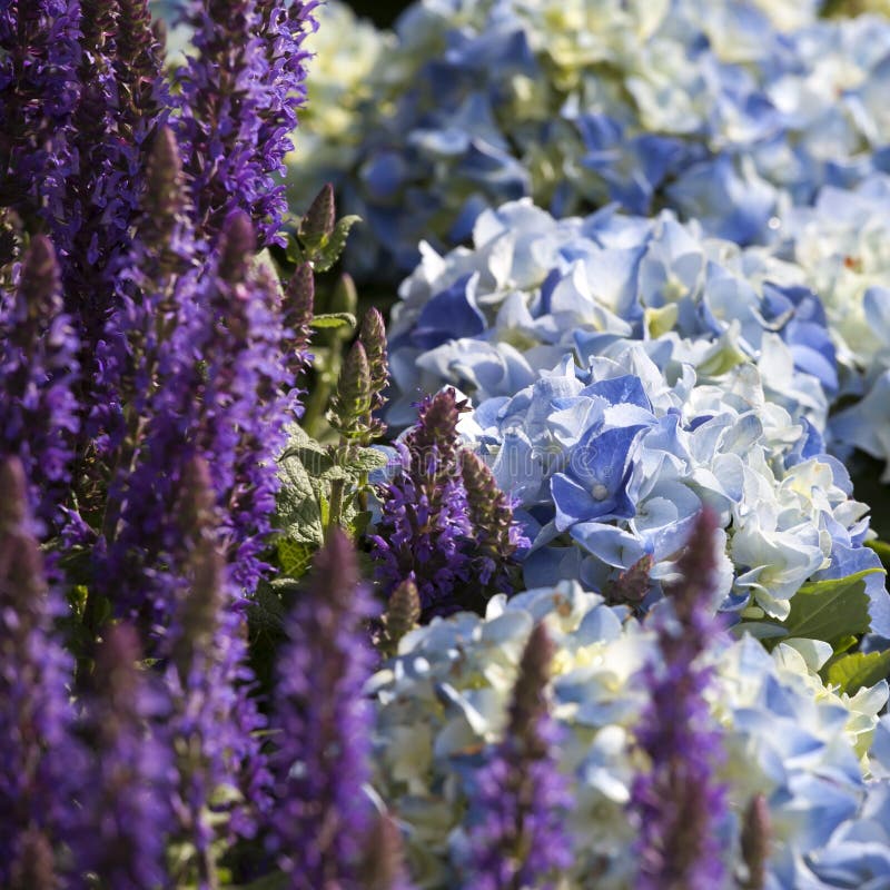Purple Hydrangea flower stock photo. Image of green, patio - 76059546