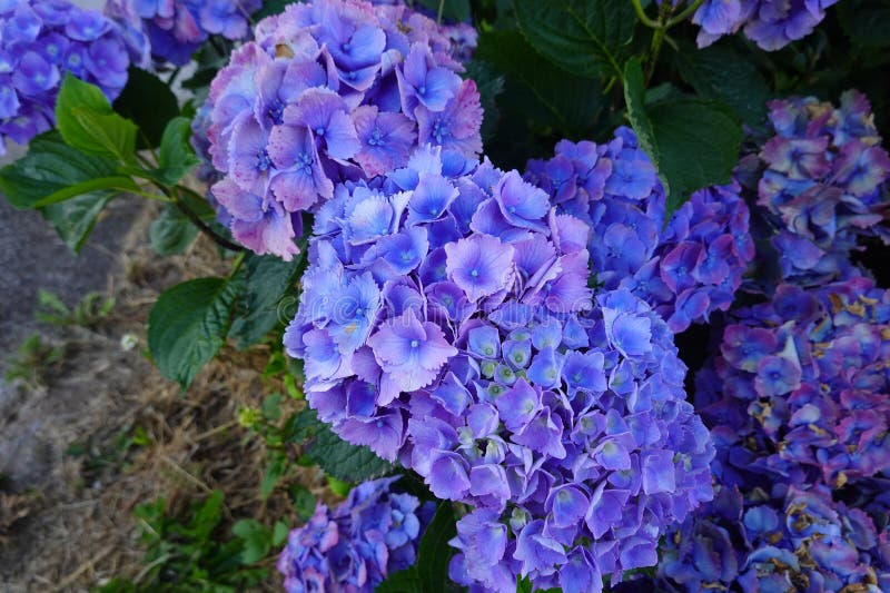 Purple Hydrangea Flower, Pretty Bush Flowers in the Garden. Different ...