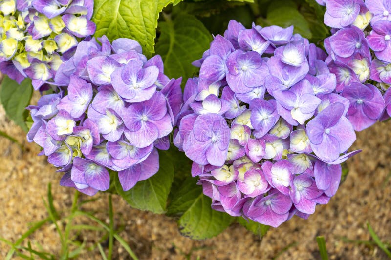 Purple Hydrangea Flowers. Hydrangea Flower (Hydrangea Macrophylla ...