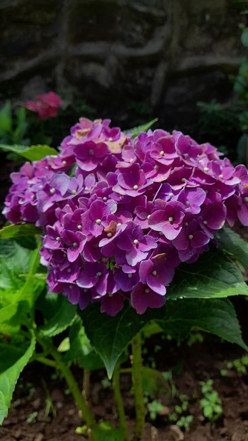 Purple Hydrangea Flowers & Hydrangea Macrophylla Stock Image - Image of ...