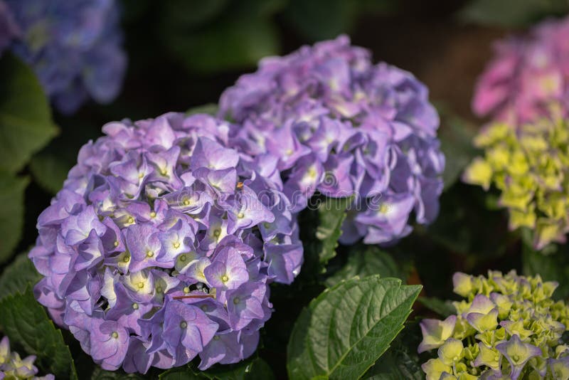 Purple Hydrangea Flowers in Springtime Stock Photo - Image of floral ...