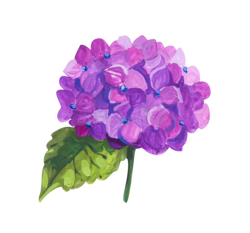 Hydrangea Hand Drawn Vector Illustration Monochrome Black And White