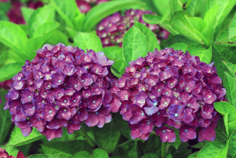 Purple Hydrangea stock image. Image of flora, decoration - 57139327