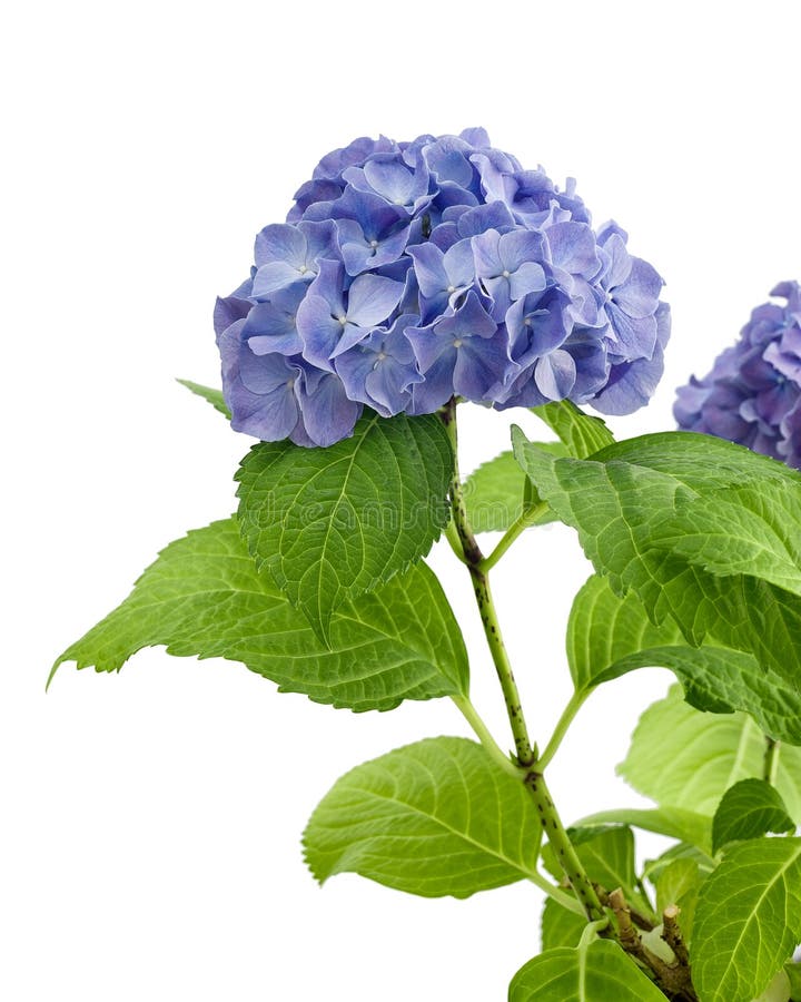 Single Purple Hydrangea Flower Isolated Stock Photo - Image of ...