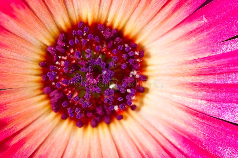 Purple Ice Flower in the Spring Stock Image - Image of summer, garden ...