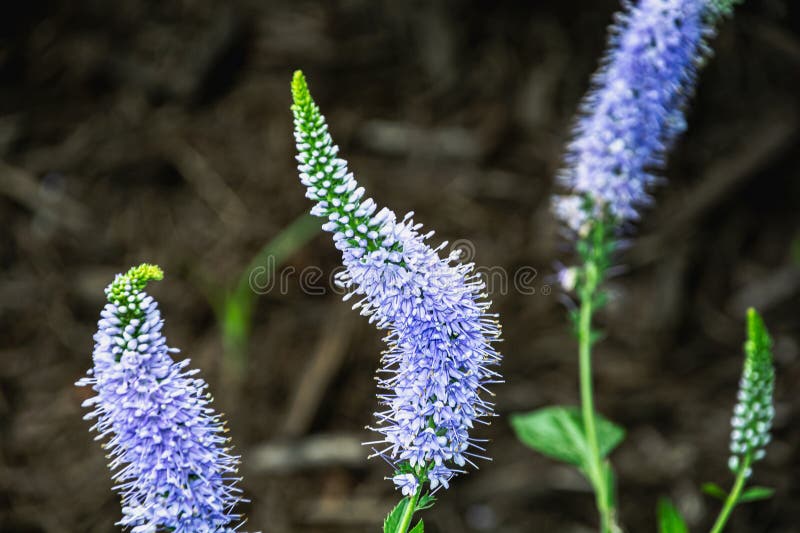 Blue Illusion Spike Speedwell (Veronica} Flowers, with Dark Background ...