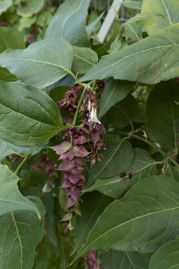 Leycesteria Formosa in Bloom Stock Image - Image of bract, blooming ...
