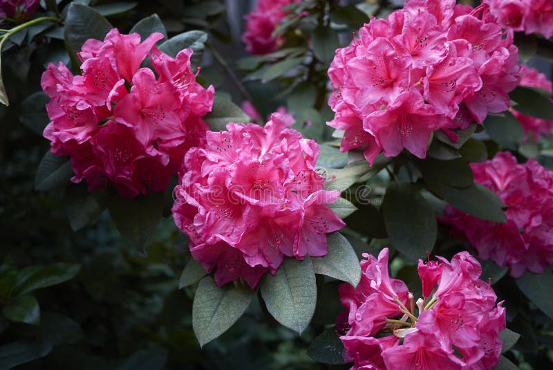 Purple Flowers of Rhododendron Shrub Stock Photo - Image of leaves ...