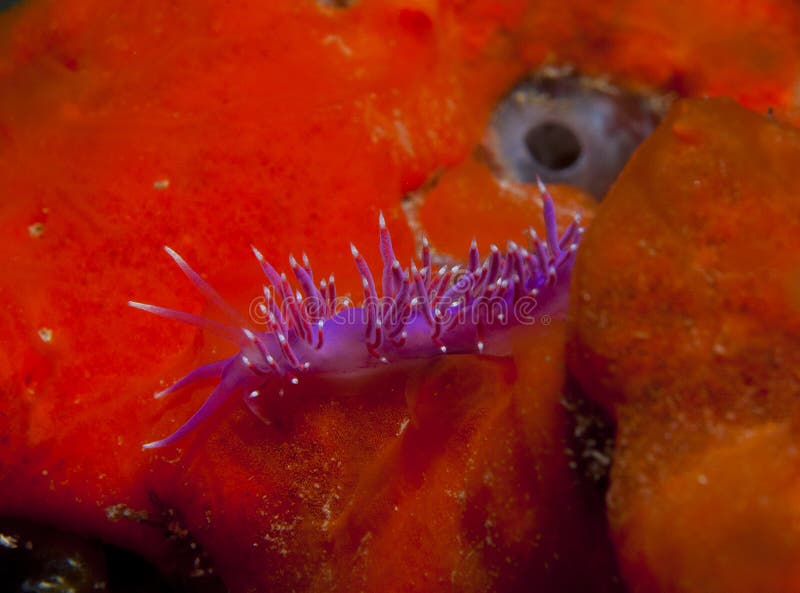 Purple Invertebrate Walking on the Sponge Stock Image - Image of life ...