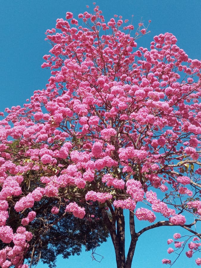 Purple ipe plant stock image. Image of plant, lilac - 268125225