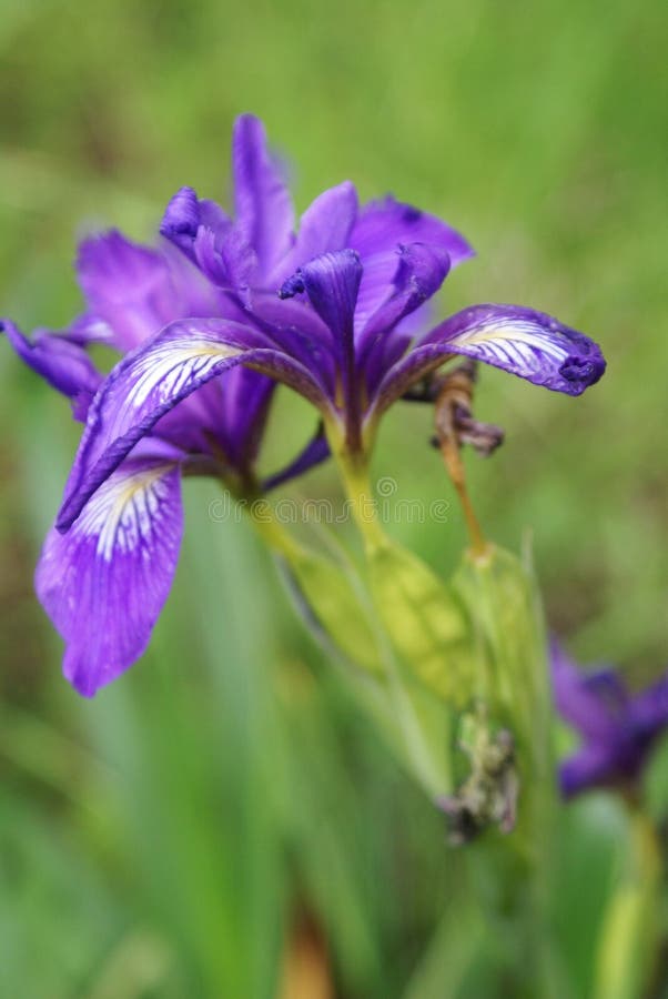 Wild Iris Flower in Alaska stock photo. Image of muskeg - 22059306