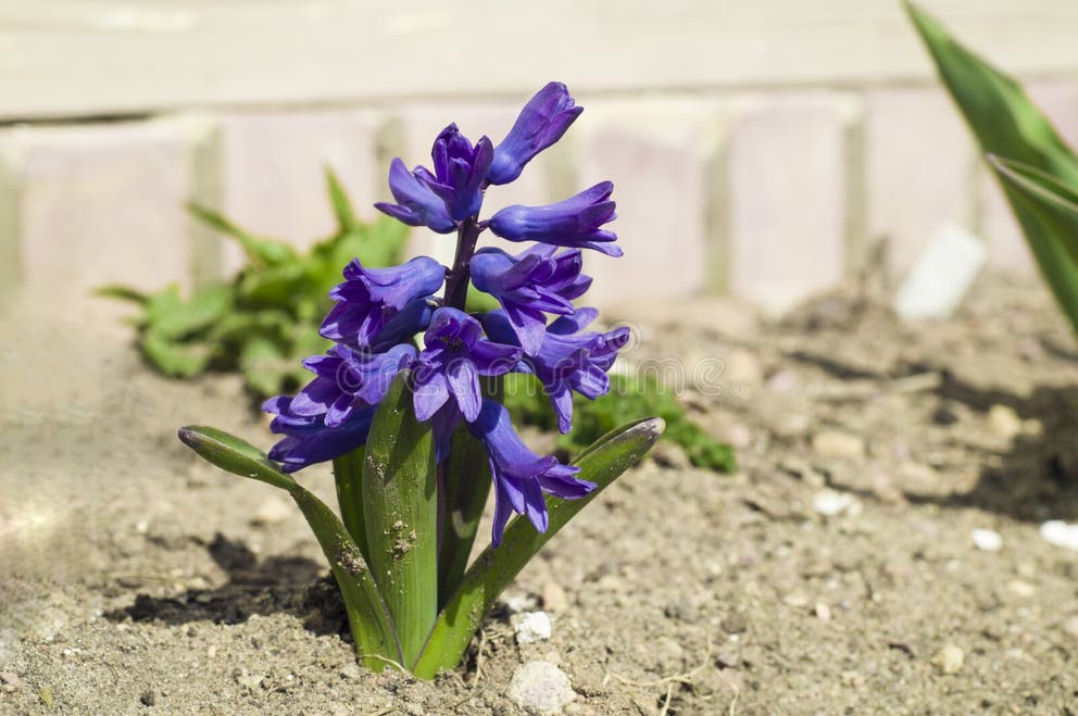 Purple iris bell stock photo. Image of spring, bells - 114159514