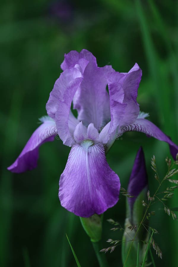 A purple Iris in bloom. stock image. Image of bloom - 150125489