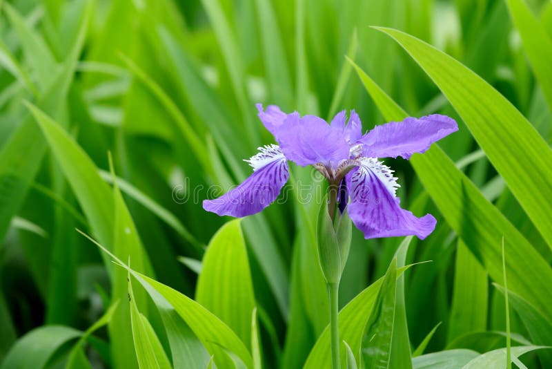 Iris in full bloom stock image. Image of blooming, summer - 216991087