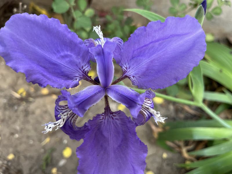Iris in full bloom stock image. Image of background - 245677595