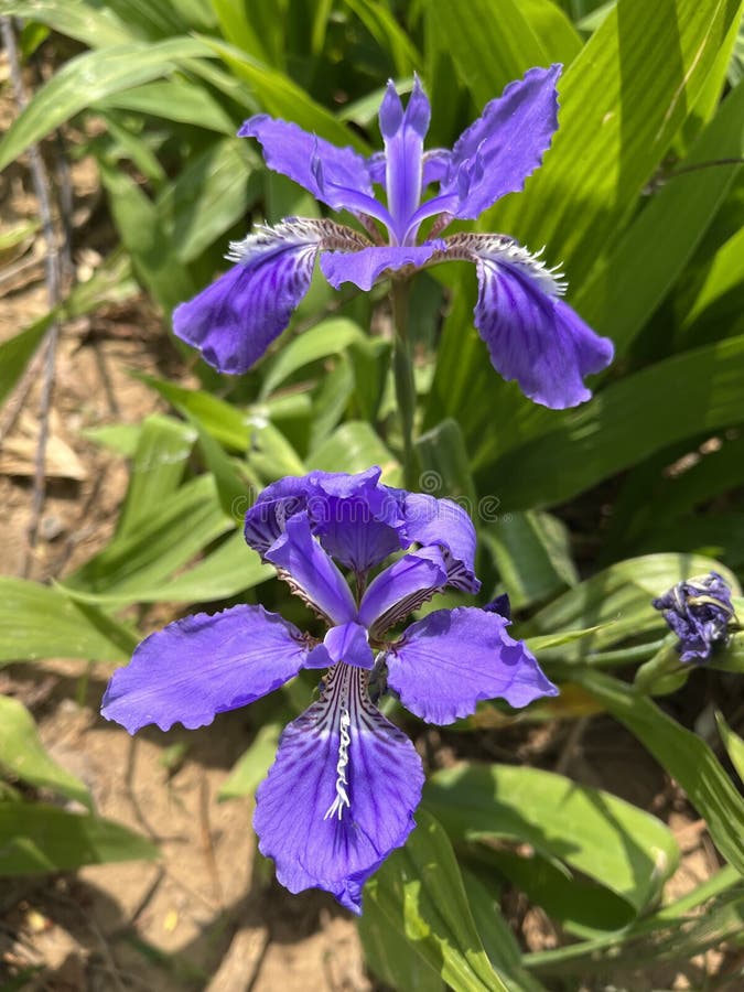 Iris in full bloom stock image. Image of undeveloped - 246009485