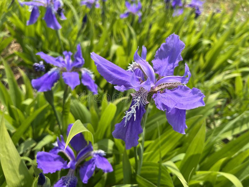 Iris in full bloom stock image. Image of blooming, nature - 246009497