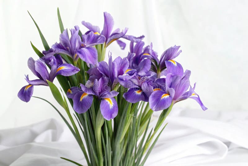 Purple Iris Bouquet stock illustration. Illustration of iris - 357732254