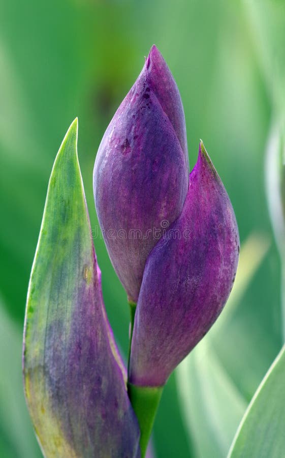 Purple Iris Buds Close-up. Spring Flowers Stock Photo - Image of leaf ...