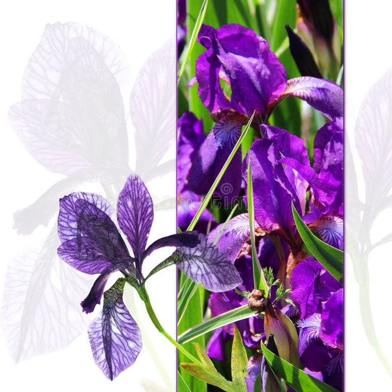 Purple Iris Delicate Fresh Flowers and Petals Stock Photo - Image of ...